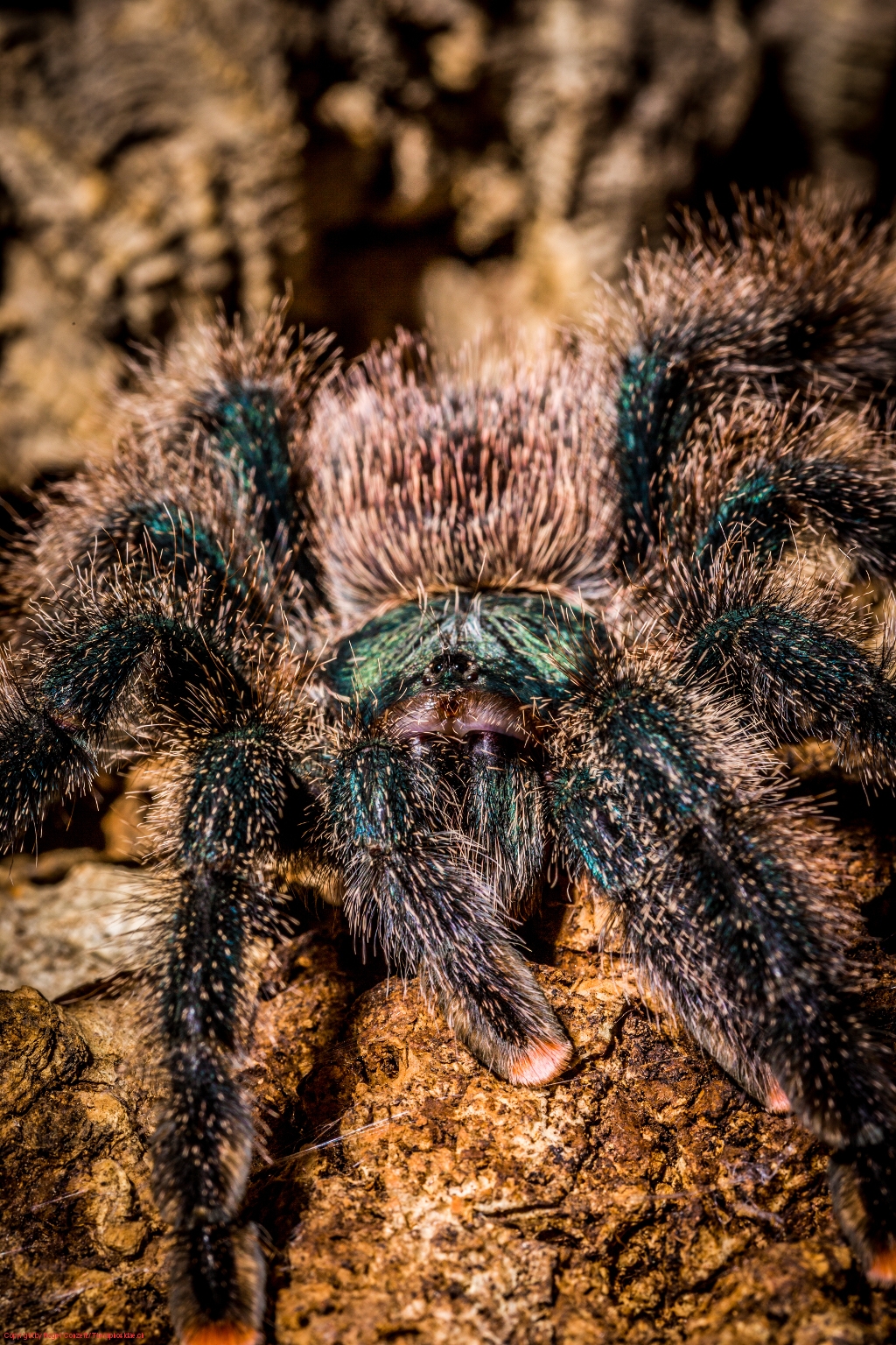 GALERIE Avicularia kwittara | Theraphosi dae.ch